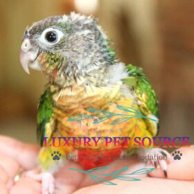 Parrots for sale - Luxury Pet Source - I want to buy a parrot online