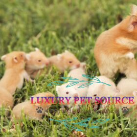 Hamster and others for sale - Luxury Pet Source - Buy Hamsters online