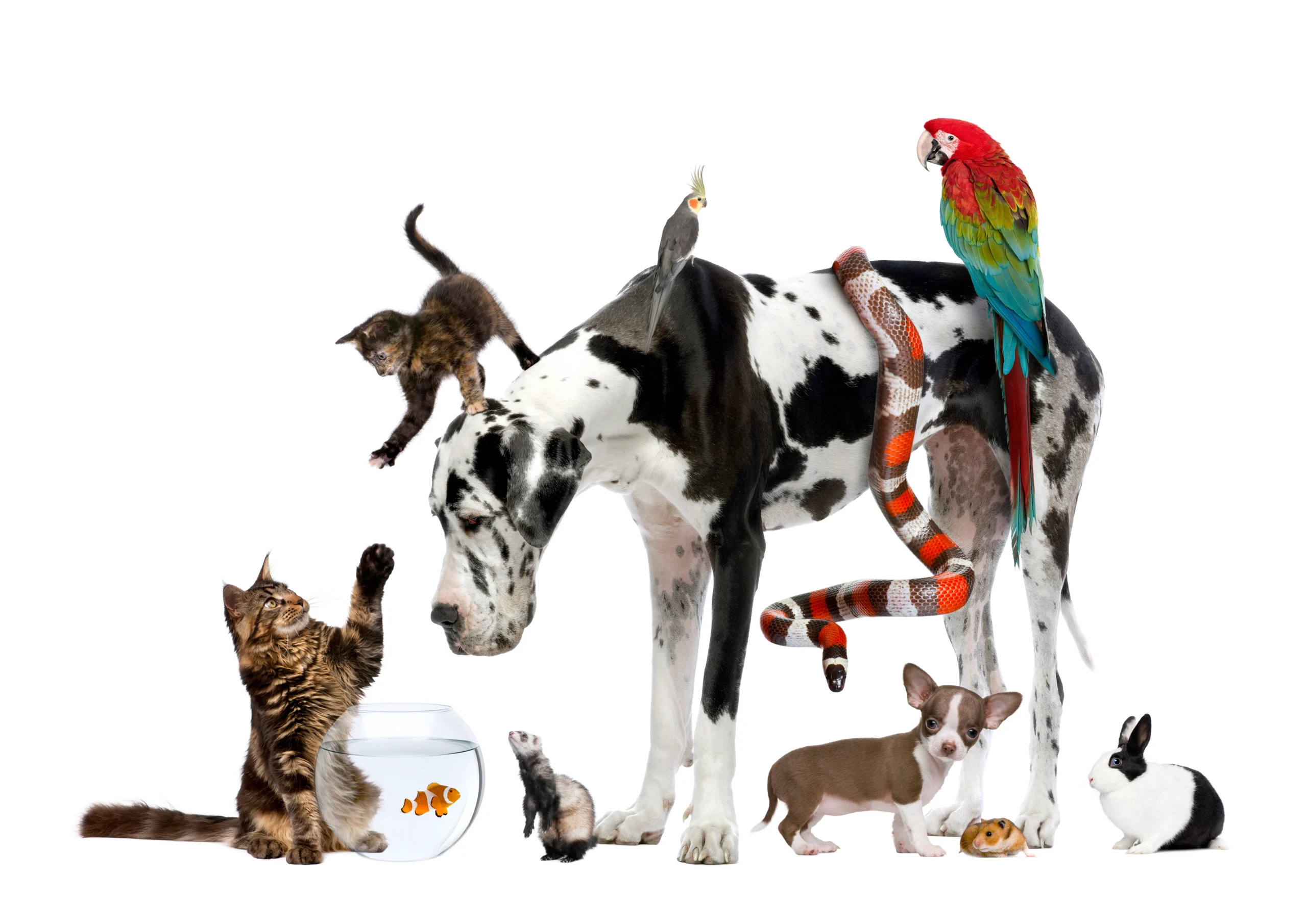 what to know about pets - Luxury Pet Source - Best pet blog online