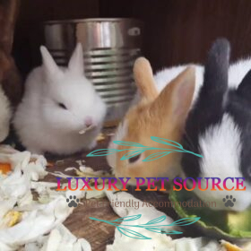 Rabbits for sale - Luxury Pet Source - Buy real rabbit online