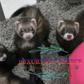 Buy Ferret online - Luxury Pet Source - Where To Buy Ferret Online