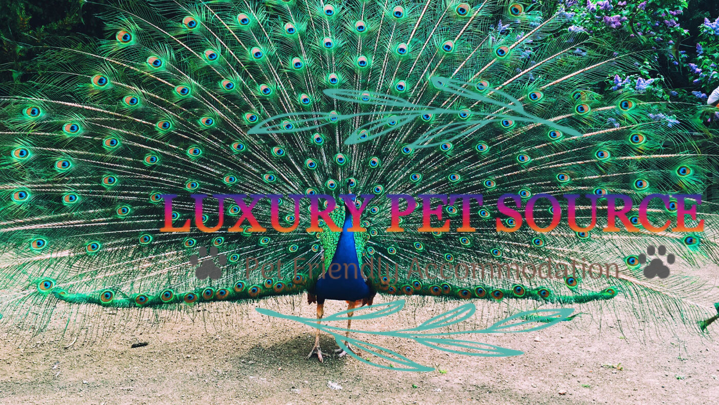 Peacocks for Sale - Luxury Pet Source - Peacock Bird for sales.