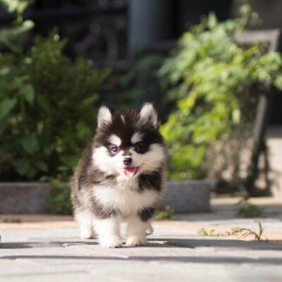 CAPRI – POMSKY (MALE) - Luxury Pet Source - Certified Breeder