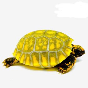 Golden Yellow Footed Tortoises - Luxury Pet Source Buy a pet tortoise cheap
