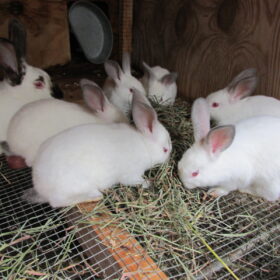 Rabbits for sale - Luxury Pet Source - Buy real rabbit online