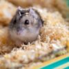 Hamsters Archives - Luxury Pet Source