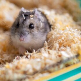 Hamster and others for sale - Luxury Pet Source - Buy Hamsters online