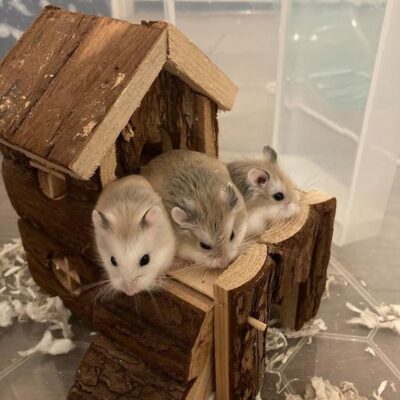 Hamster and others for sale - Luxury Pet Source - Buy Hamsters online