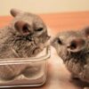 Chinchillas Archives - Luxury Pet Source