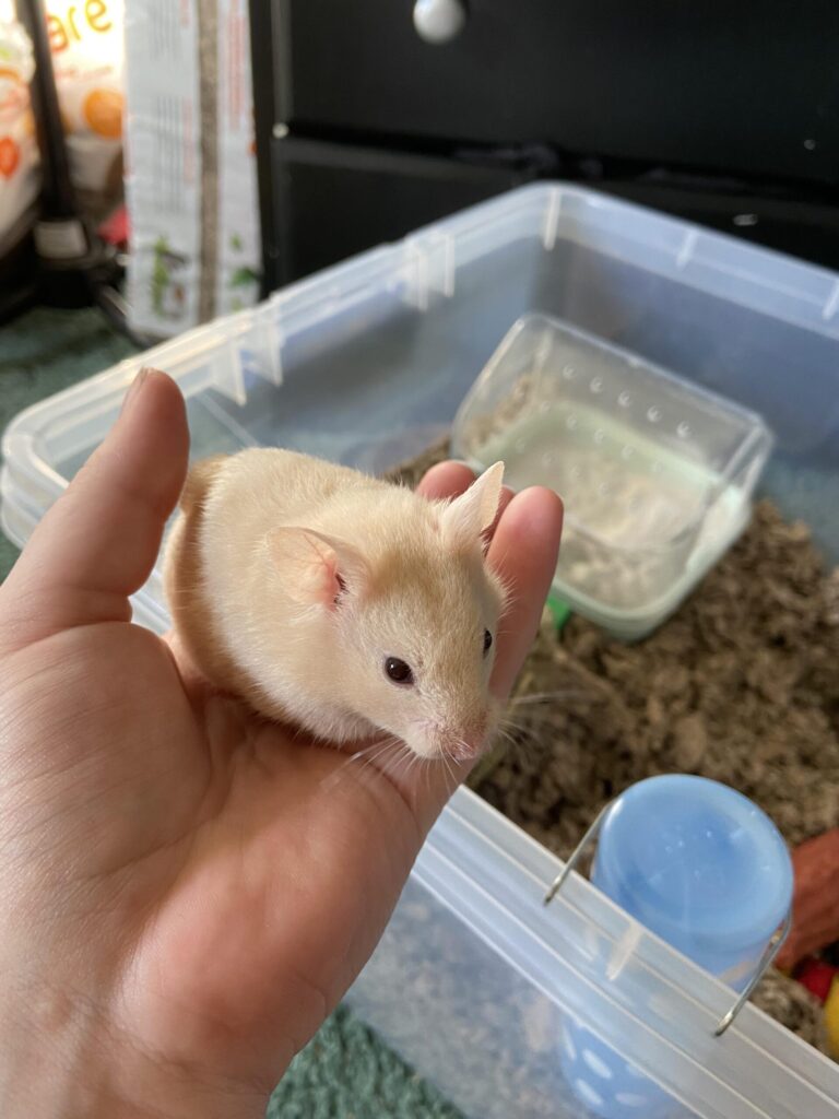 Syrian hamster for sale near me - Buy Syrian hamster online