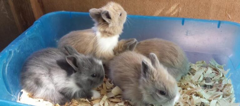 Lionhead rabbits for sale - Luxury Pet Source - Buy Lionhead bunny