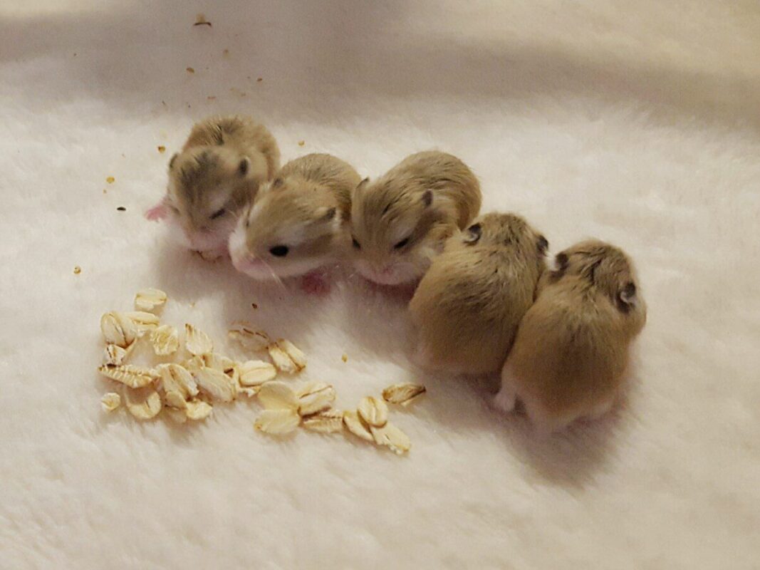 Roborovski Hamster for sale - Luxury Pet Source - Healthy Hamster sale