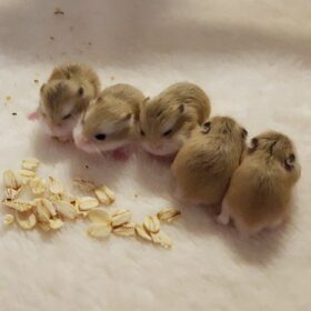Hamster and others for sale - Luxury Pet Source - Buy Hamsters online