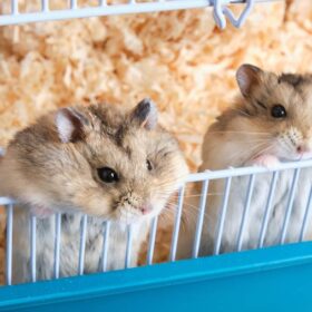 Hamster and others for sale - Luxury Pet Source - Buy Hamsters online