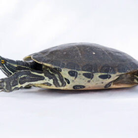Turtles for sale online - Luxury Pet Source - Baby Turtles for sale