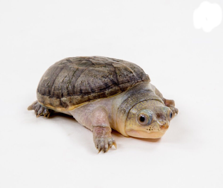 Narrow Bridged Musk Turtle for sale - FromLuxury Pet Source worldwide ...