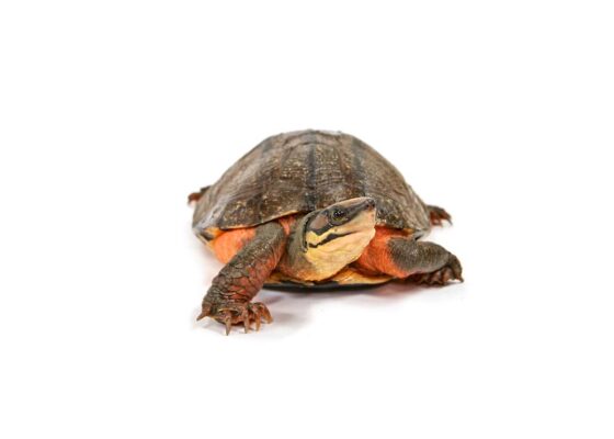 Chinese Golden Coin Turtle - Luxury Pet Source | turtles to buy online,