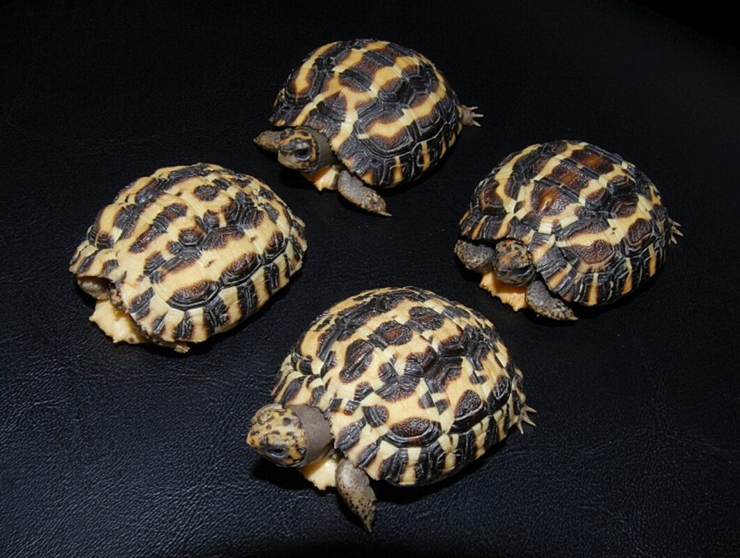 Madagascar Flat Shelled Spider Tortoises for sale - Luxury Pet Source
