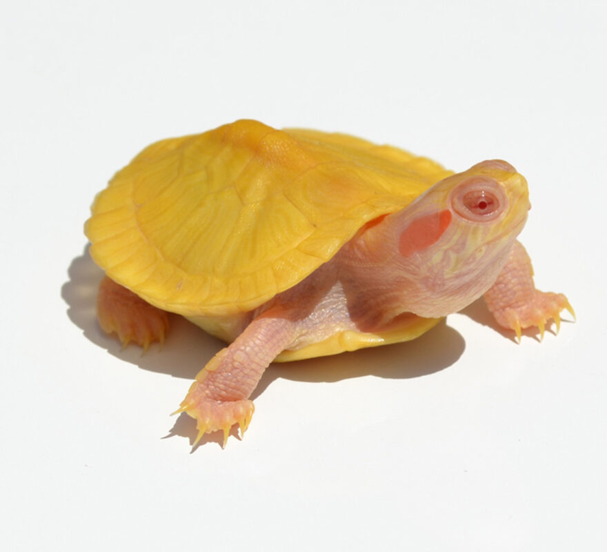 Albino yellow belly slider for sale - Luxury Pet Source | aquatic ...