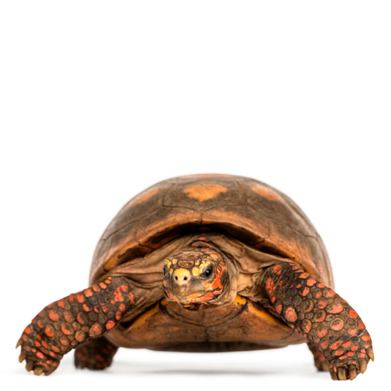 Red foot tortoise for sale - From Luxury Pet Source worldwide delivery