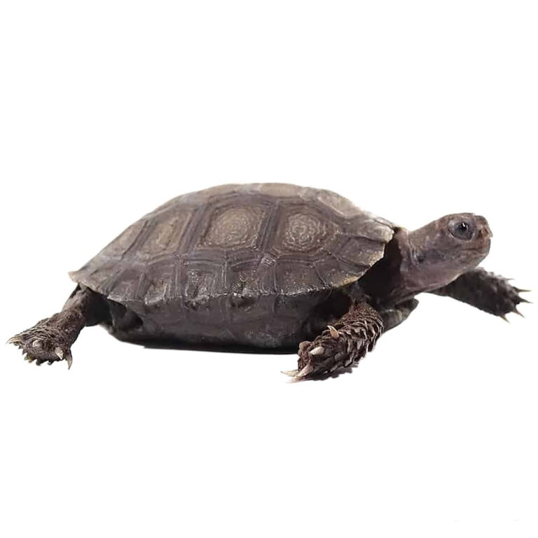 black burmese mountain tortoise - Luxury Pet Source | buy red foot tortoise