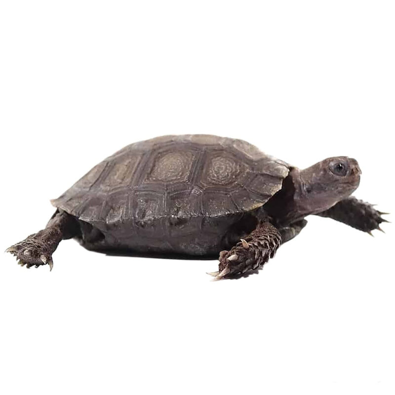 black burmese mountain tortoise - Luxury Pet Source | buy red foot tortoise