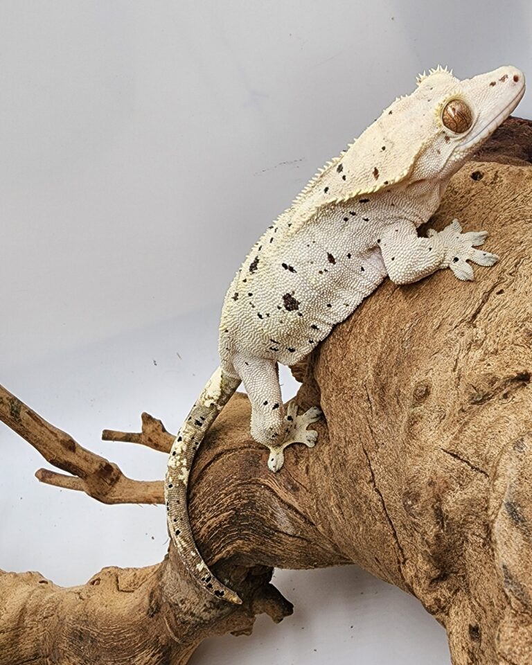 Dalmatian crested geckos for sale - Luxury Pet Source