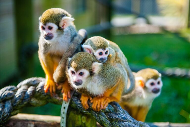 Squirrel monkey for sale - Luxury Pet Source - Buy Baby Monkeys