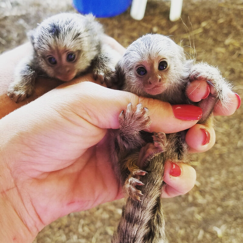 monkeys for sale - Luxury Pet Source - Finger monkey for sale