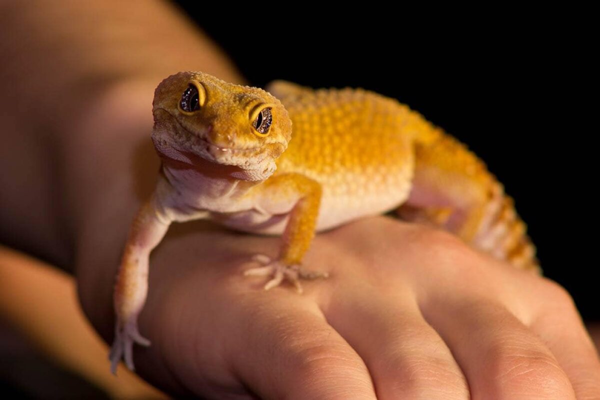 Jungle Designer Leopard Geckos for sale - Luxury Pet Source