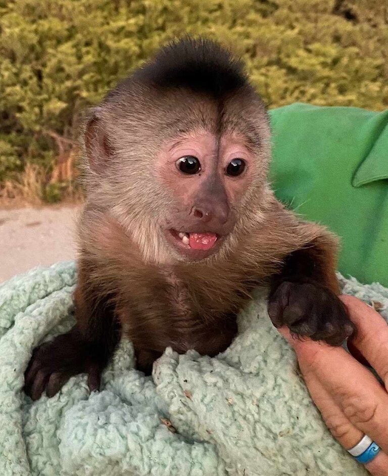 Capuchin Monkey For sale - Luxury Pet Source - Pet Monkeys